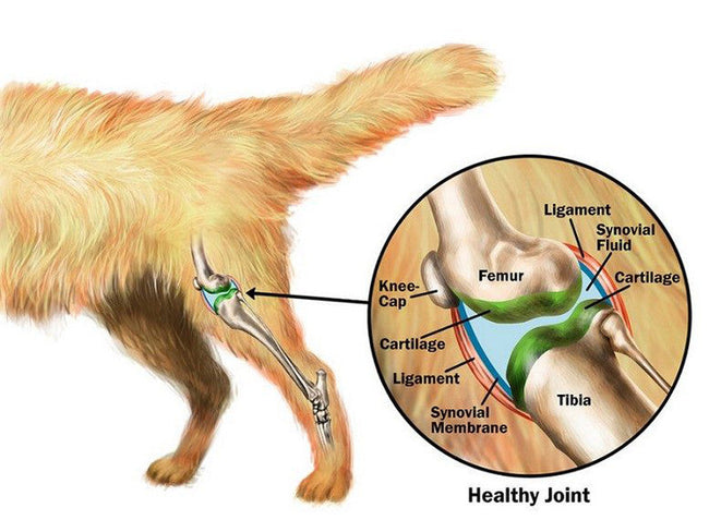 Dealing With Dog Hip & Joint Pain – NuLife Natural Pet Health