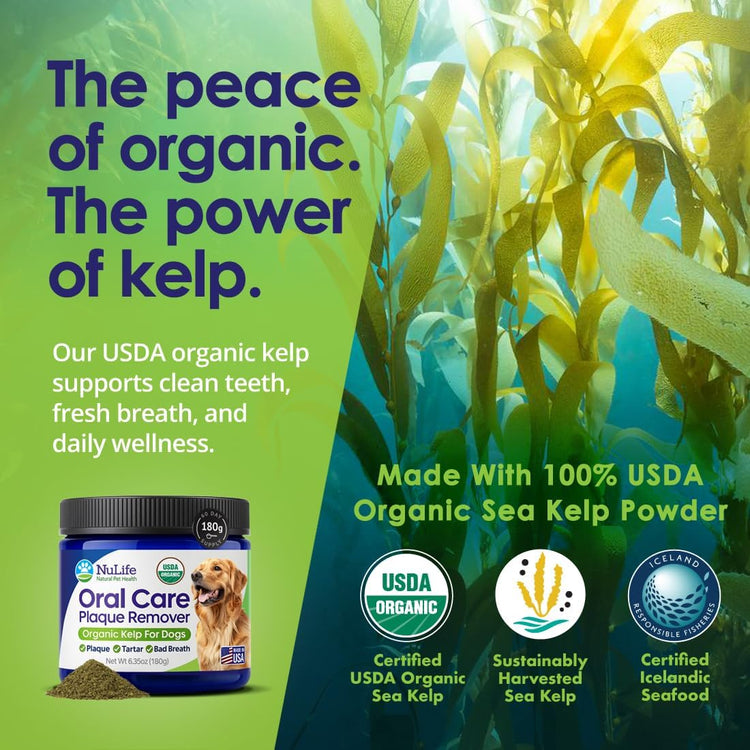 Sea Kelp Dental Powder for Dogs – Clean Teeth, No Brushing Needed ...